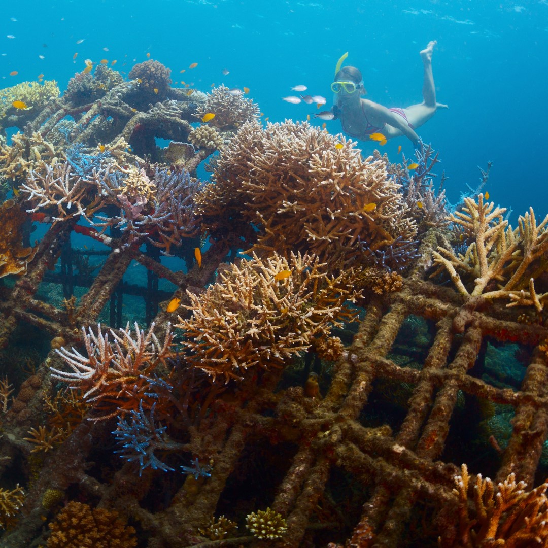 Why Coral Reef Protection Is Very Important Sailingeurope Blog